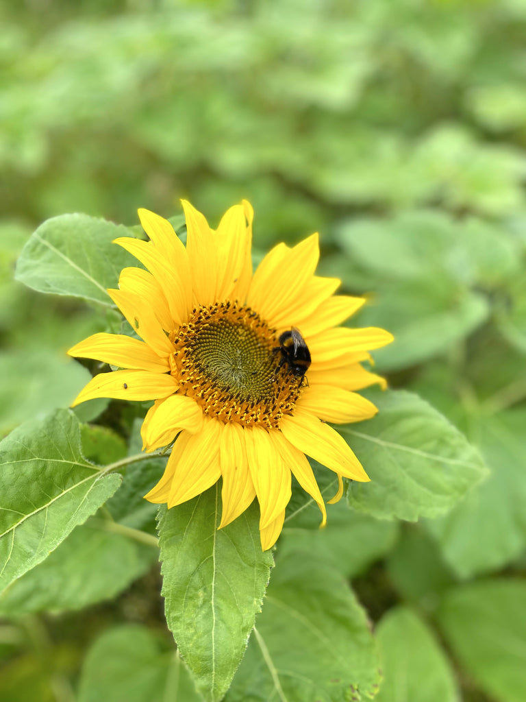 Summer, sunflowers, new products & more – Broighter Gold Rapeseed Oil