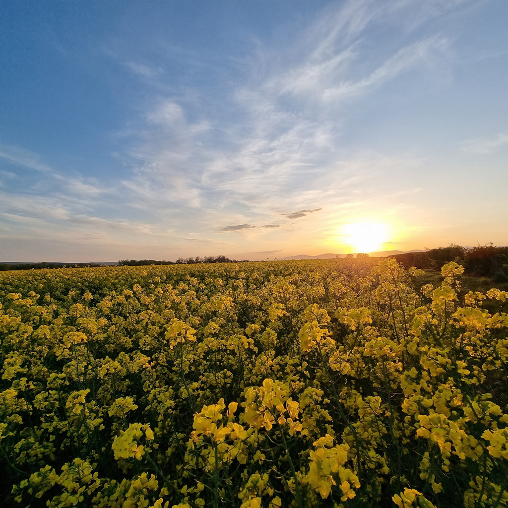 What's happening at Broglasco Farm – Broighter Gold Rapeseed Oil